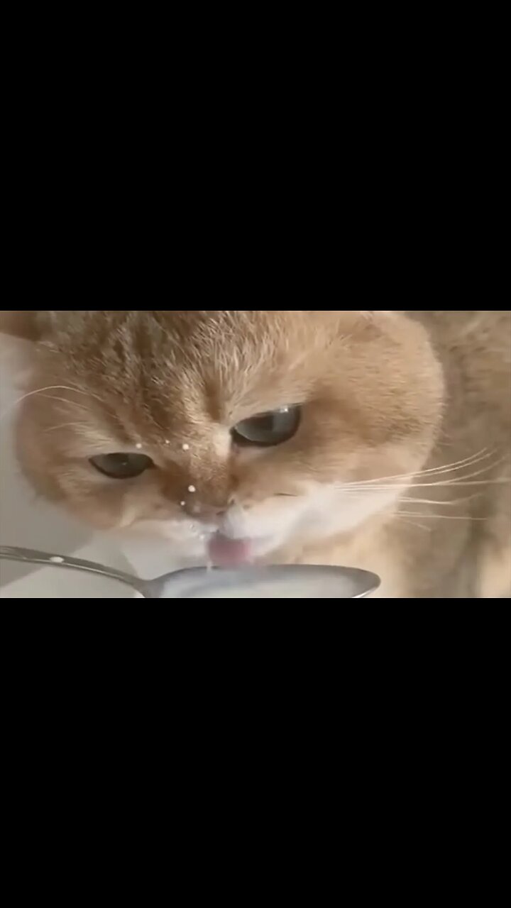 [10 HOURS] of Num Num Cat