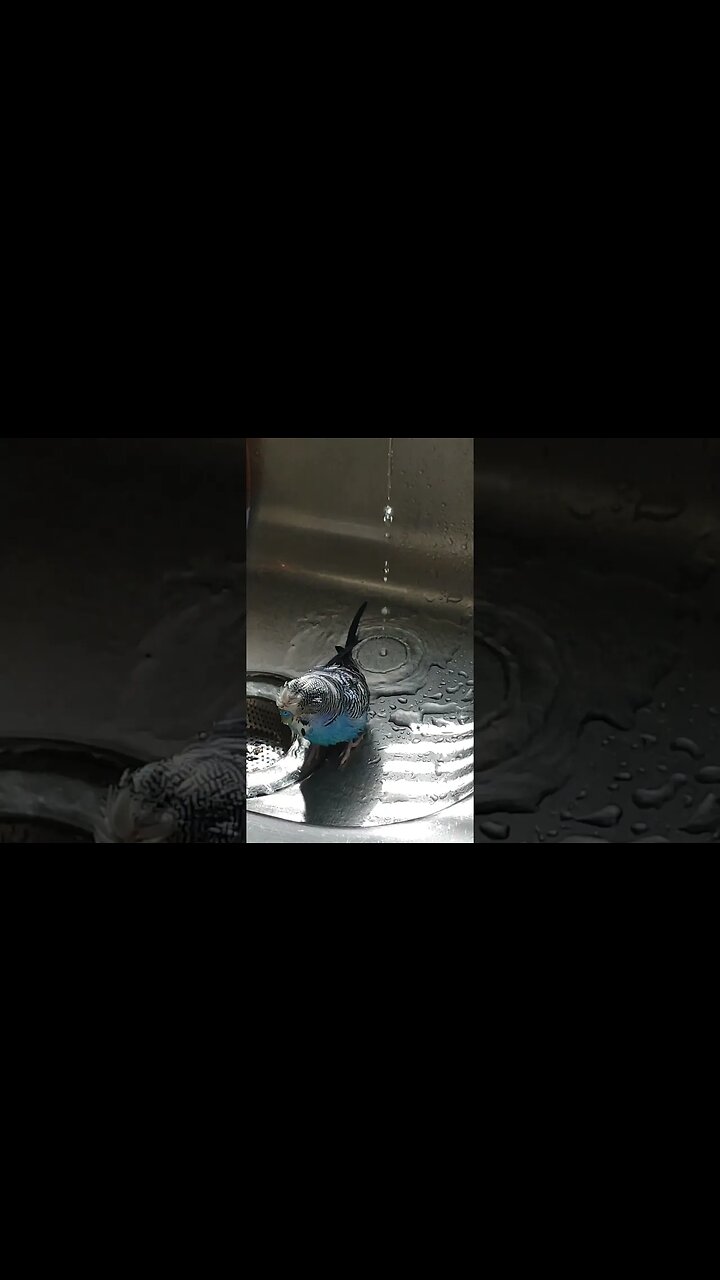 yoshi is a wet bird