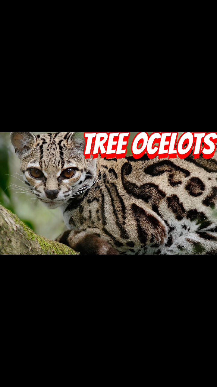 The Rare And Cute Margay?