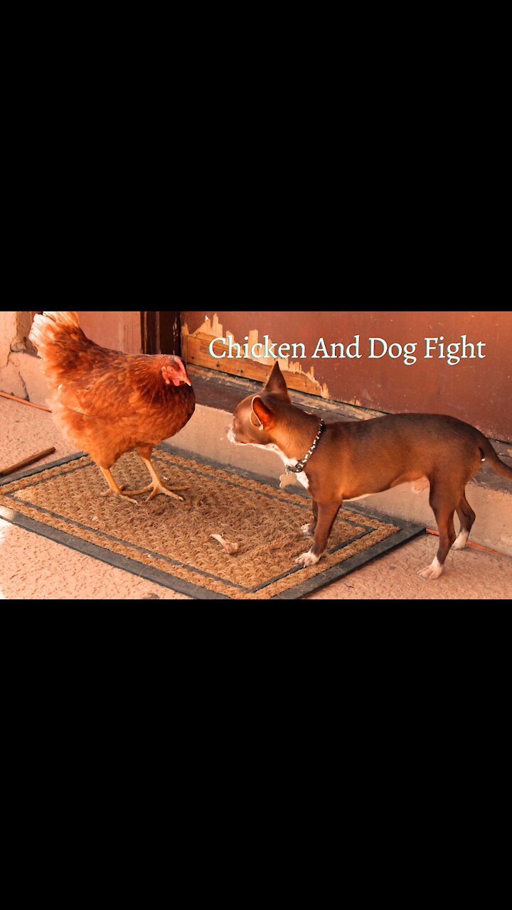Chicken VS Dog Fight - Funny Dog Fight Videos