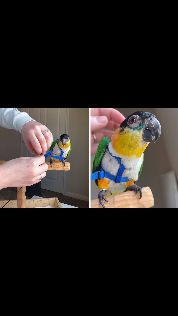 How to safely & quickly attach your bird's harness