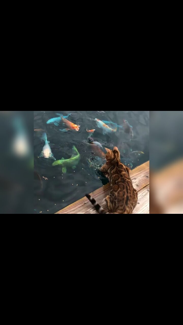 Fish VS Cats