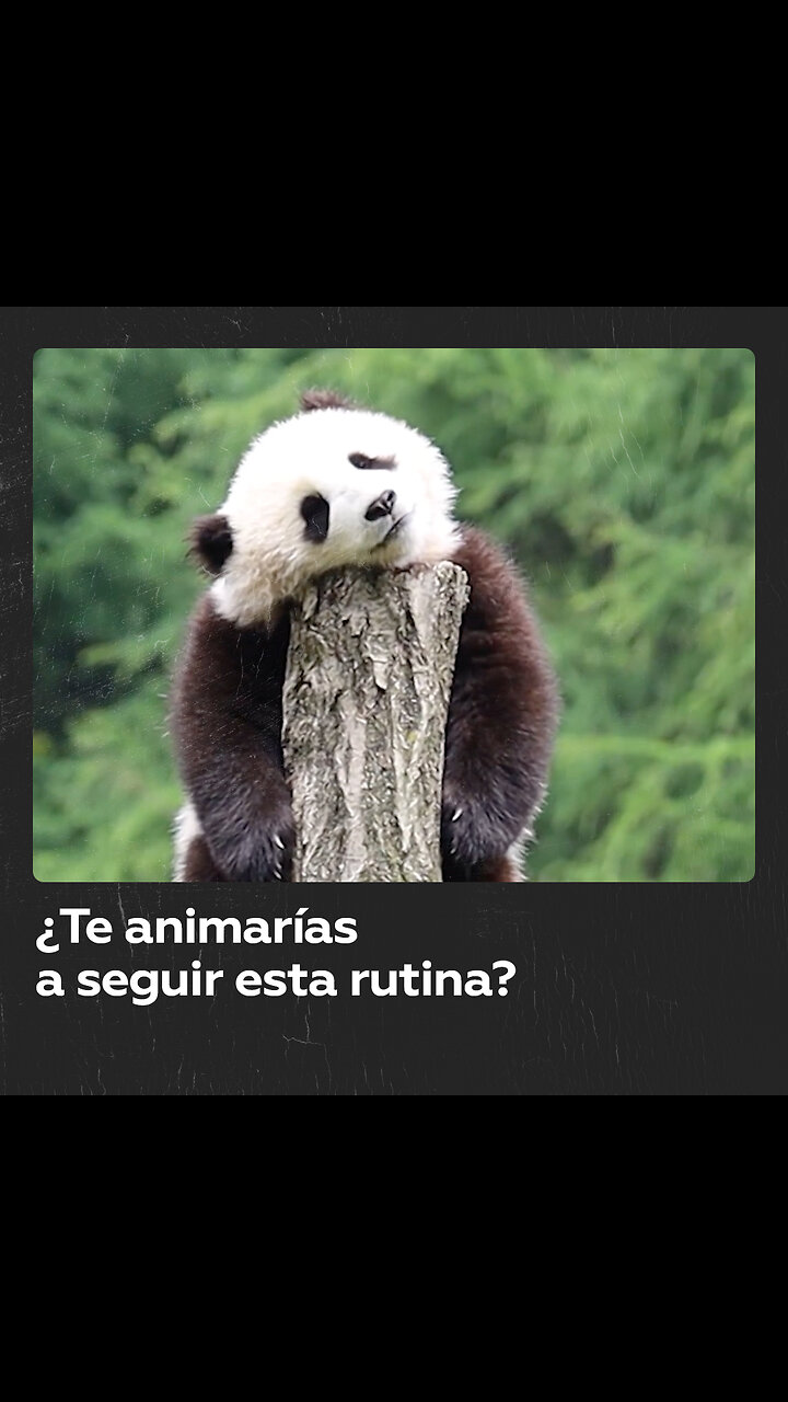 Así se ve un panda haciendo ejercicio