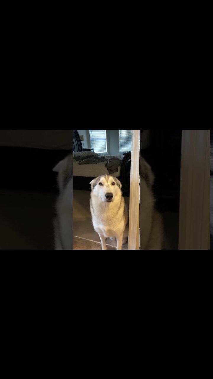 Guilty Husky Tries To Blame Other Dog