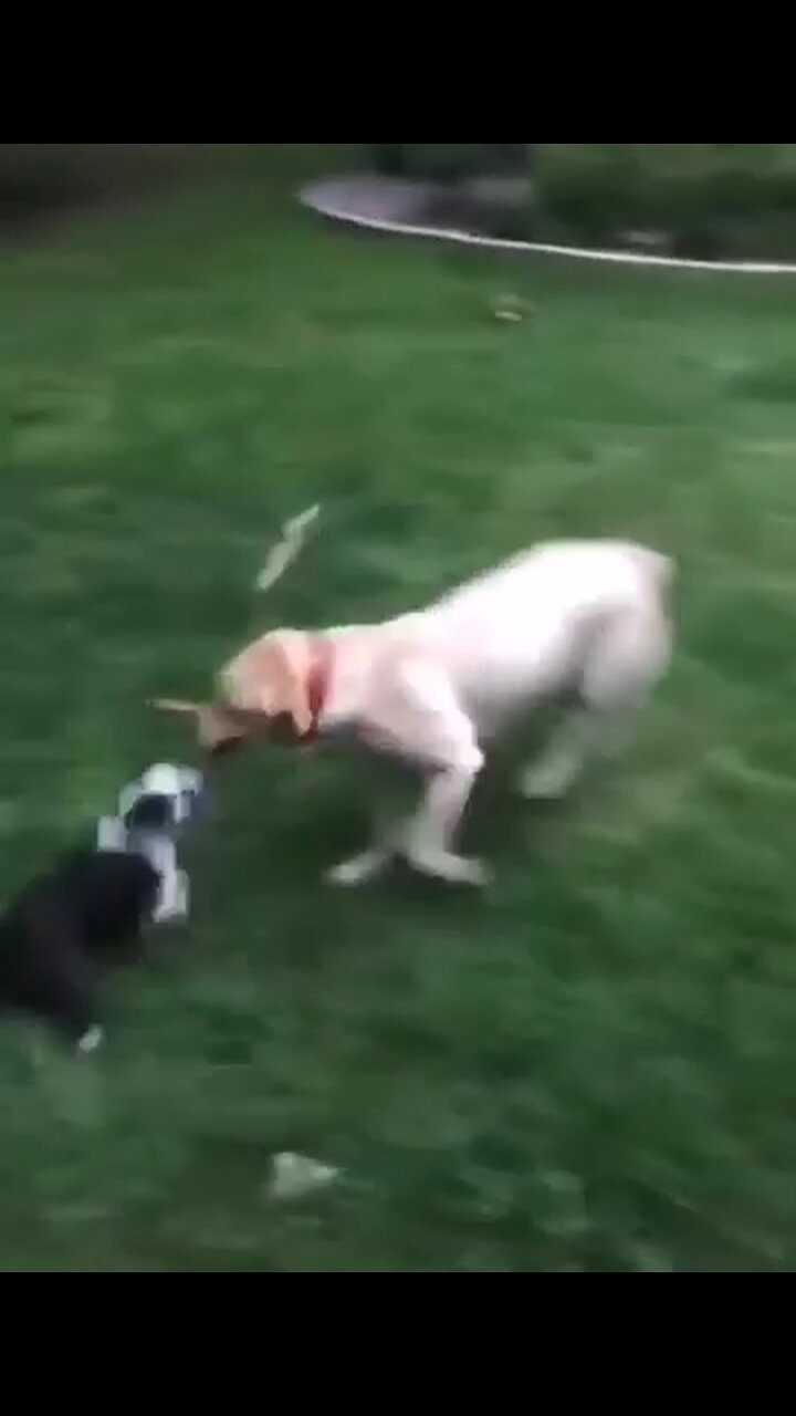 Big funny dog/rotating small dog/funny animals. #ChuckleChickens # ...