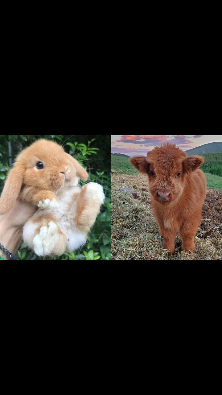 Cutest baby animals videos compilation | cute moments of animals