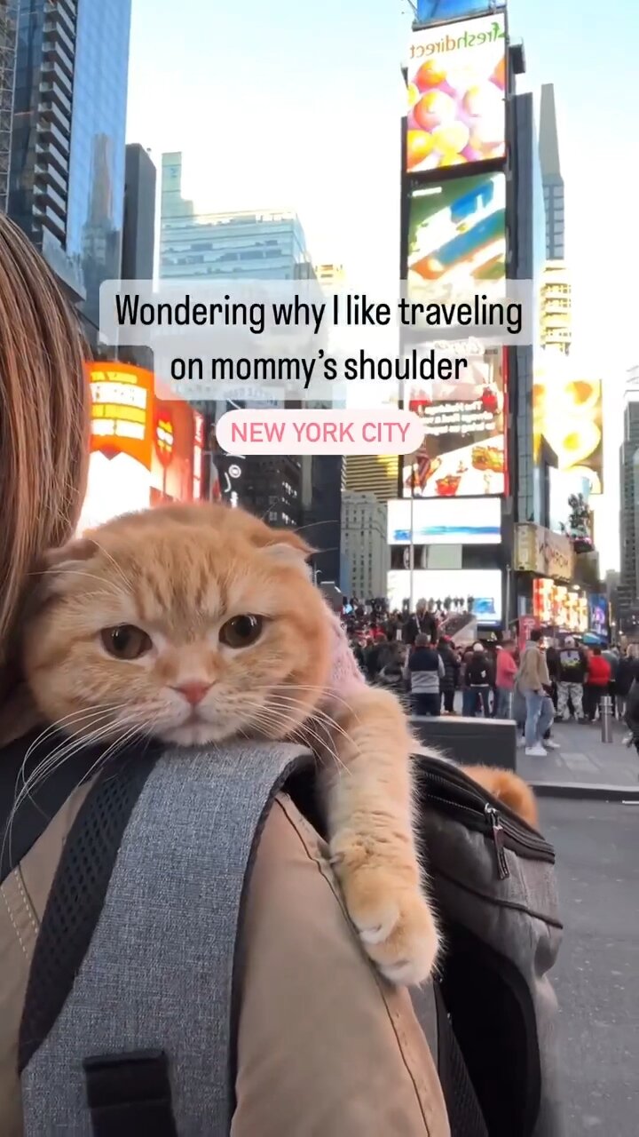 An Adorable Compilation of Irresistibly Cute Cats 🐾😻”