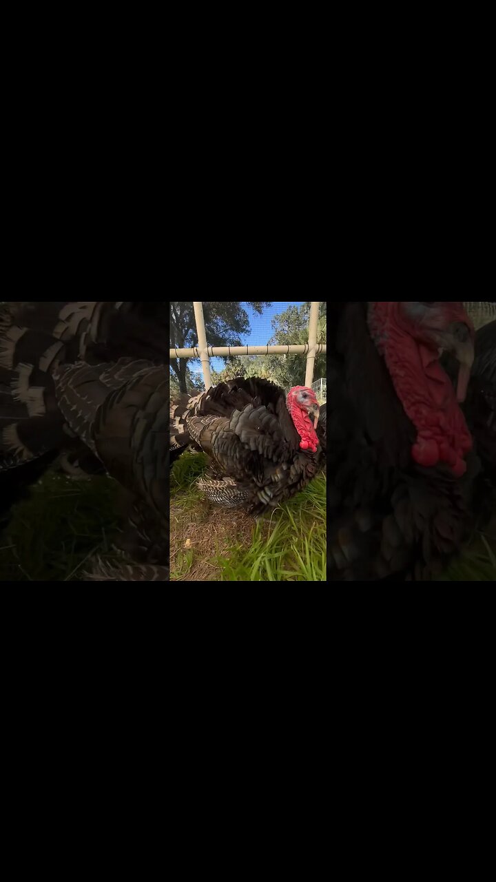 4 month old Turkeys! #turkey #farming