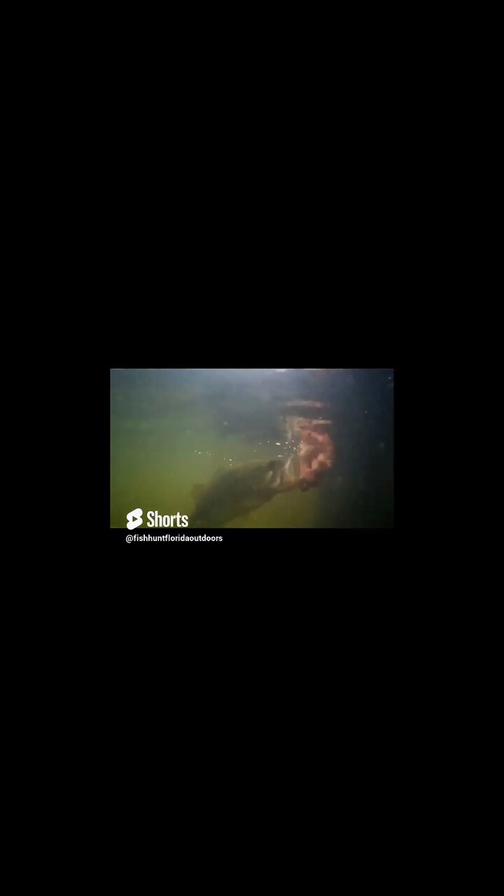 Releasing a Largemouth Bass Back into the Lake