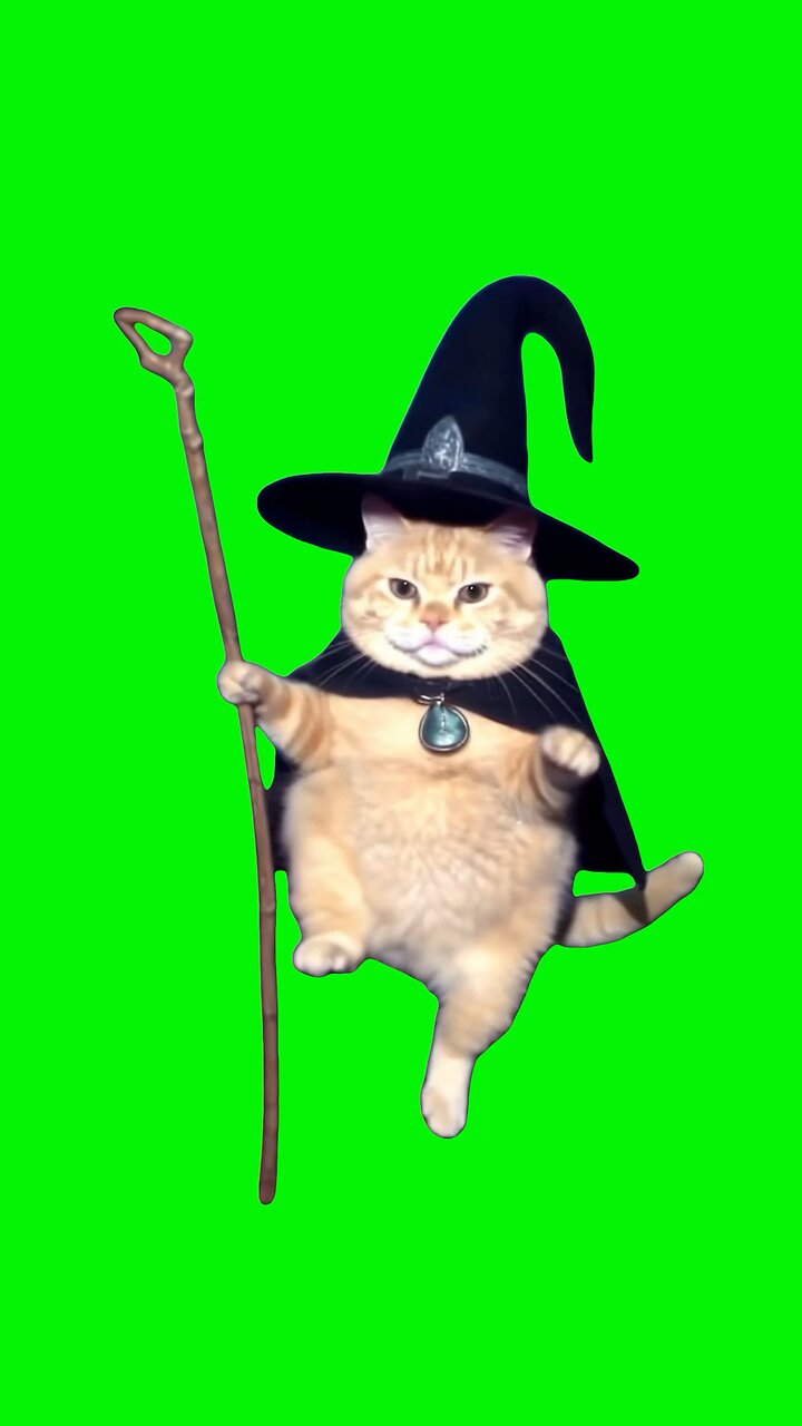 Wizard Cat Floating | Green Screen