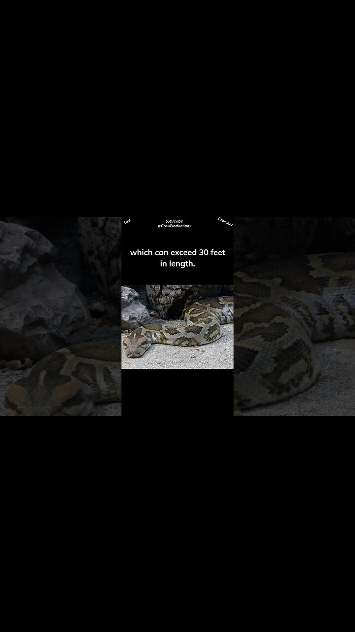 The world's longest snake species is the reticulated python #reptiles # ...
