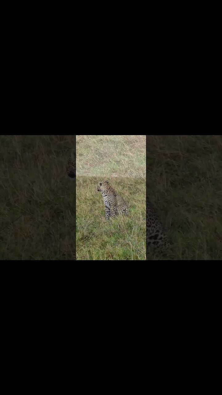 Leopard Teeth #Wildlife | #ShortsAfrica | HolidaysWithShorts