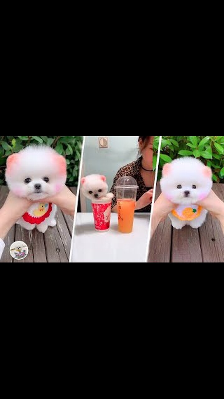 ¿PUEDES ENCONTRAR EL PERRO REAL_ 😱🐶