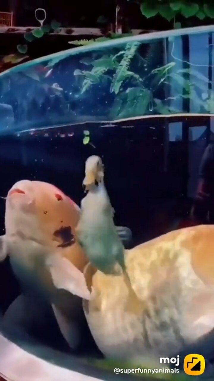 A cute Dak is playing with fish in the water