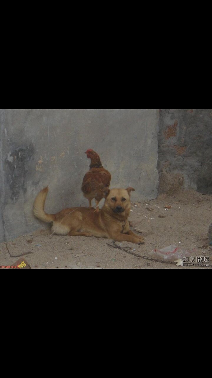 Chicken VS Dog Fight - Funny Dog Fight Videos