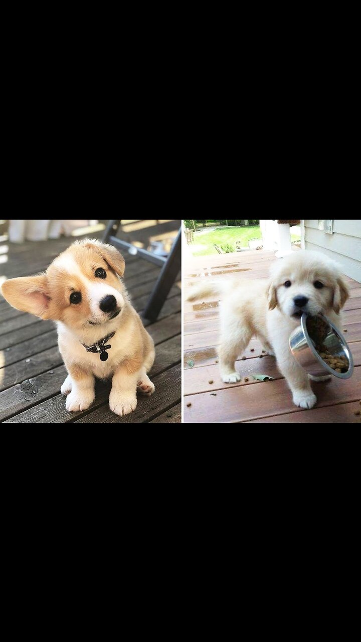 Cute baby animals Videos Compilation cutest moment of the animals ...