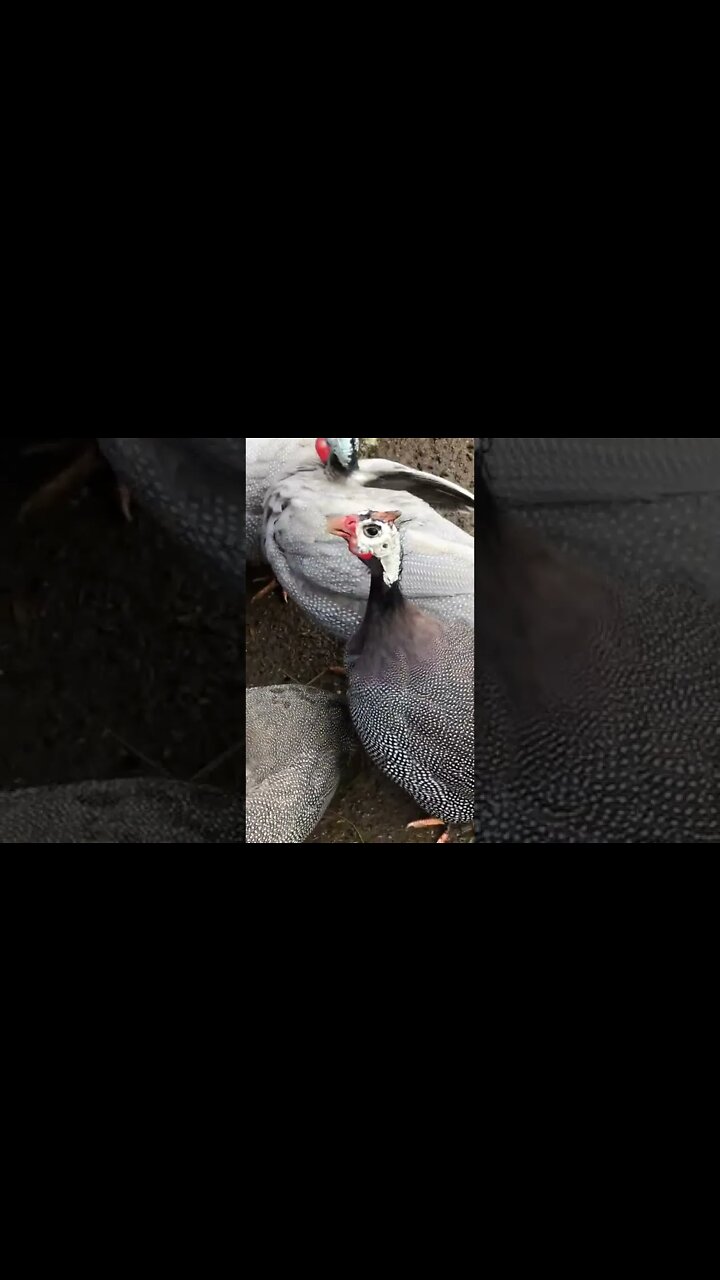 Female guinea fowl call followed by male guinea fowl call