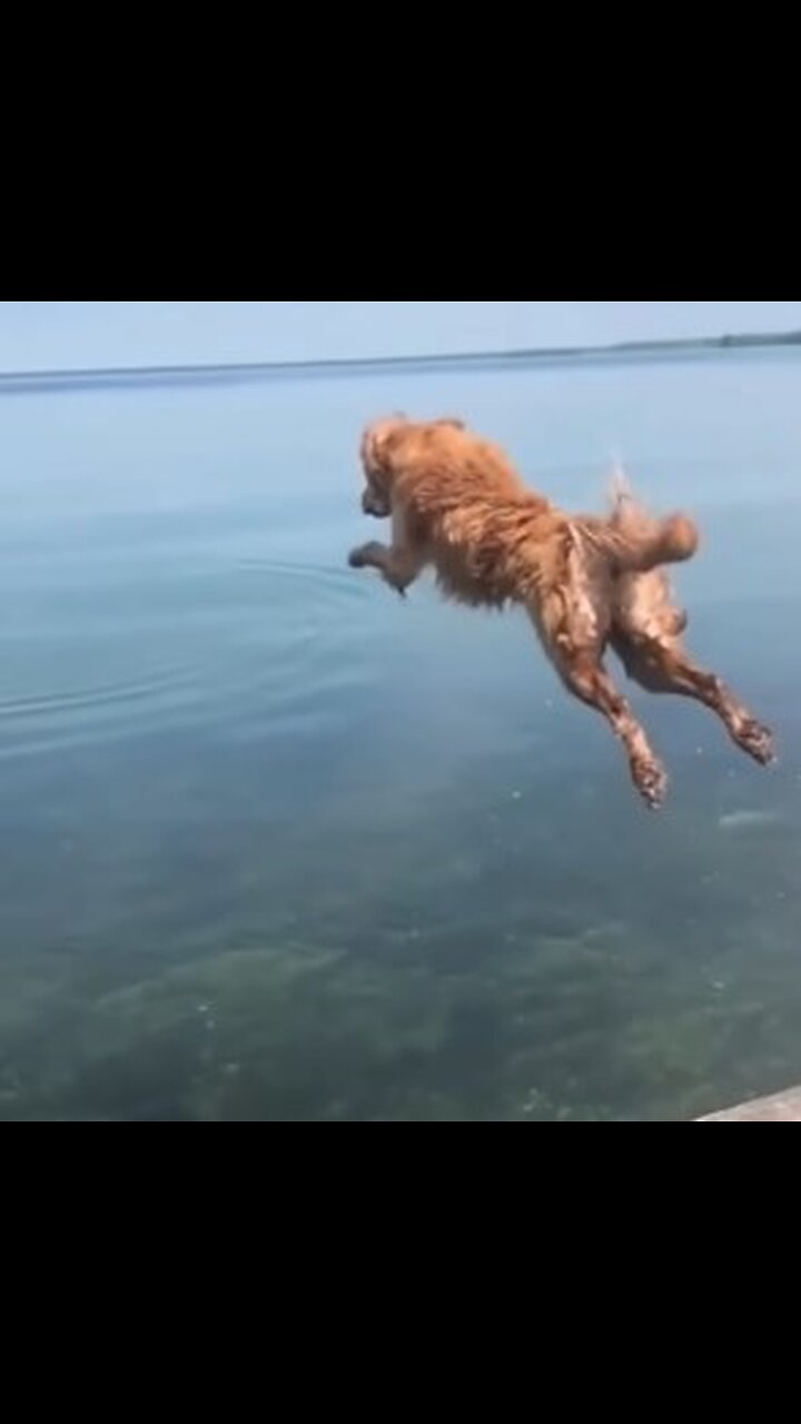 Hilarious Animals