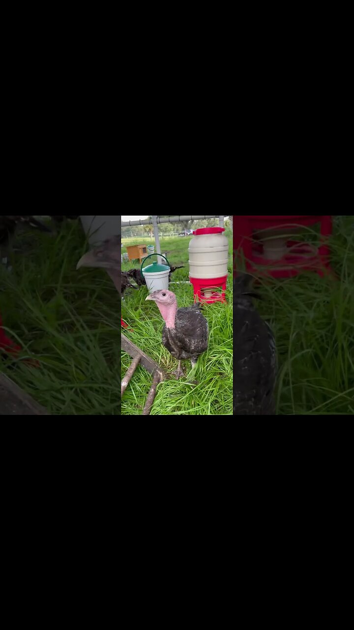 Ken the guard rooster watching over his turkeys! #chicken #turkey #farming