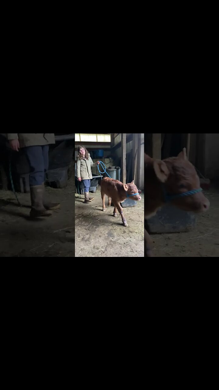 Dexter Family Milk Cows: Newest addition, planning her milk cow training.