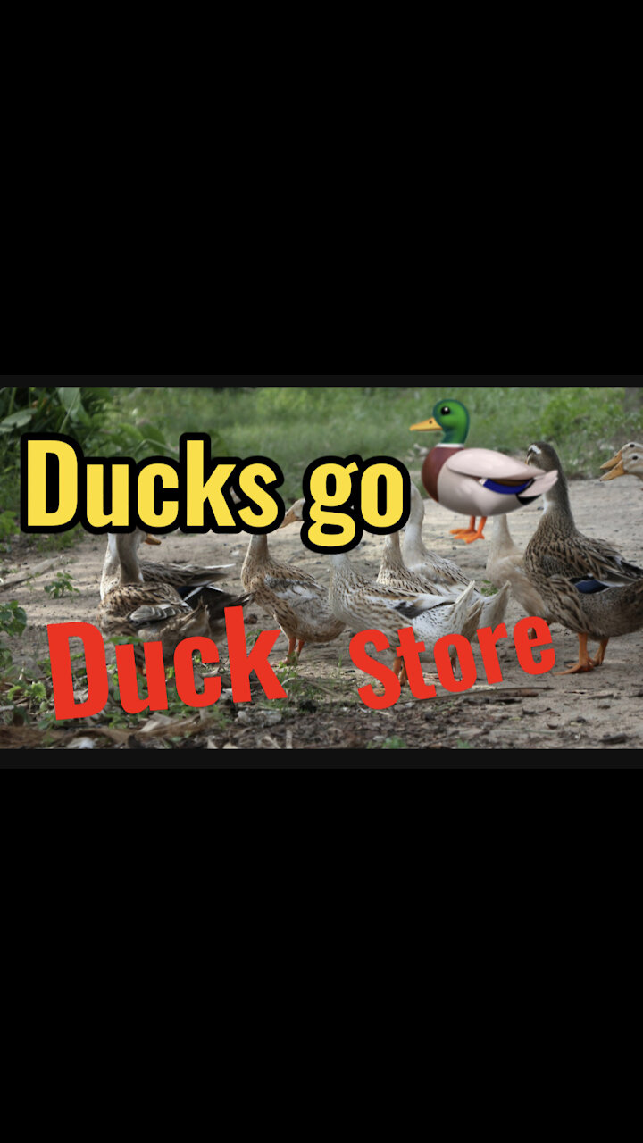 Duck go Duck store