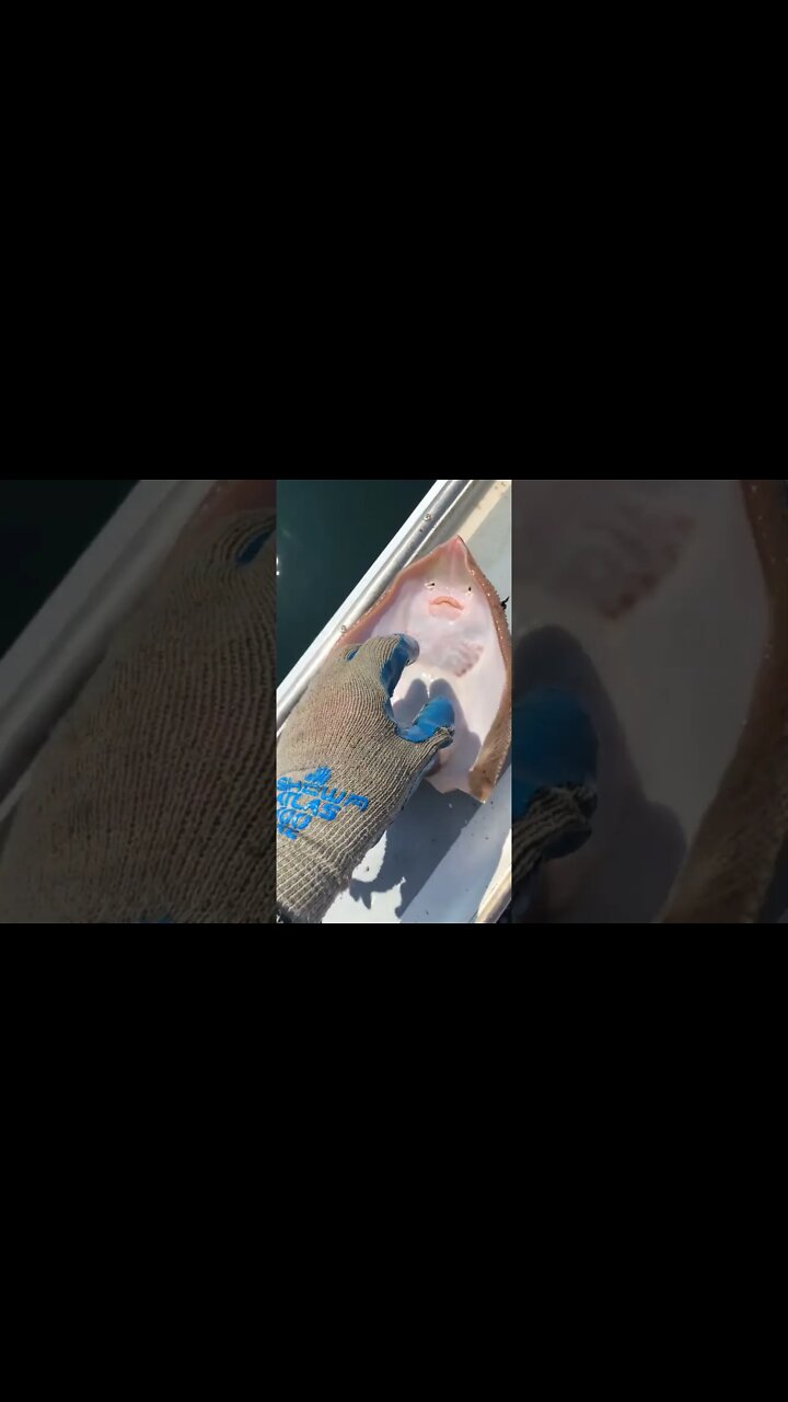 How Do You Tickle a Fish? #shorts