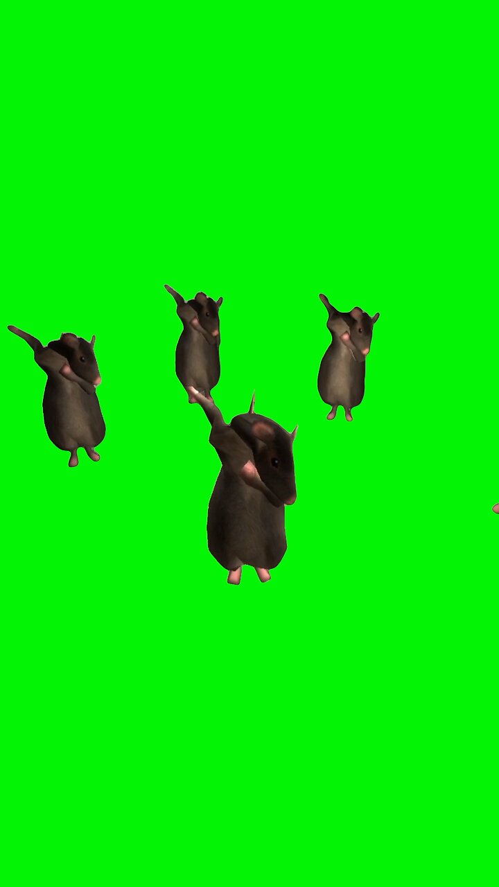 Dancing Rats | Green Screen
