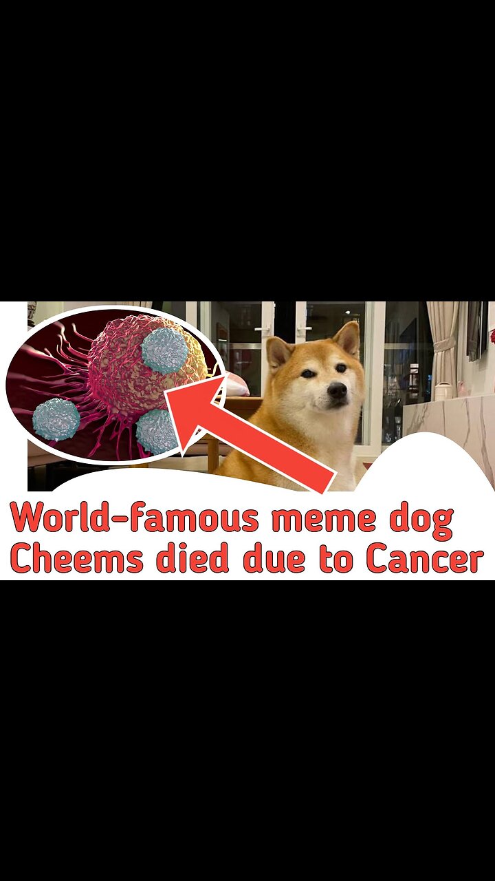 World-famous meme dog Cheems dead due to Cancer as tributes flood ...
