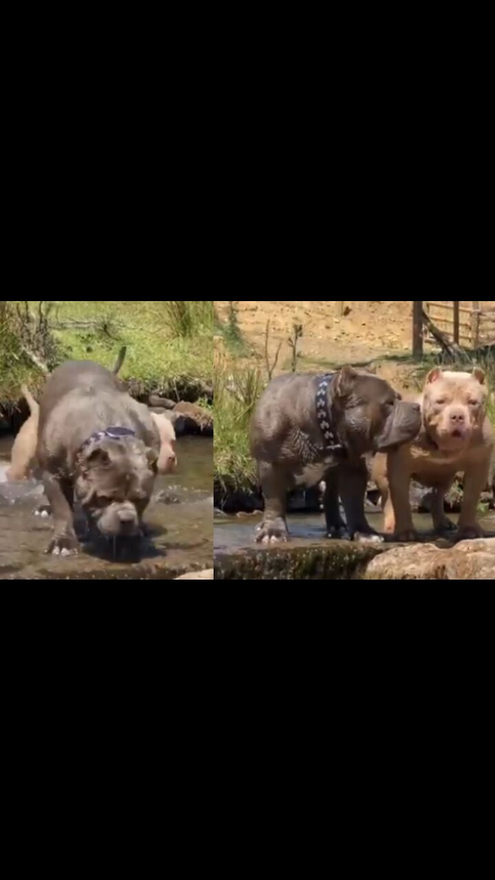 The Beast American Bully 😠#Dogs | cutest overloaded