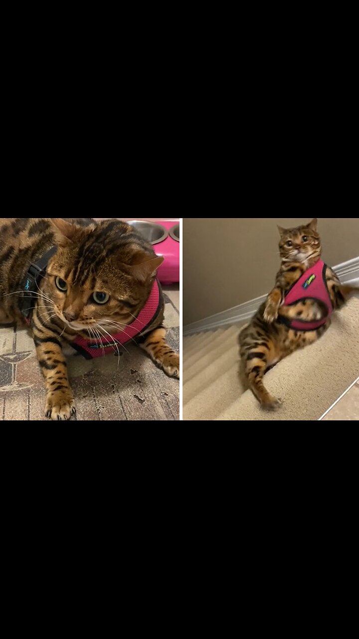 Cat Has A Hilarious Reaction To Wearing Harness For The First Time
