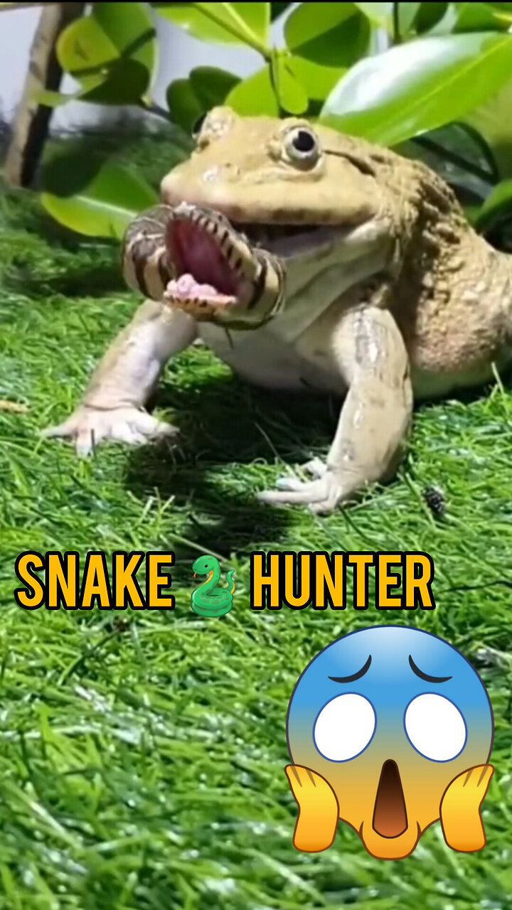 Snake 🐍 Hunters 😳