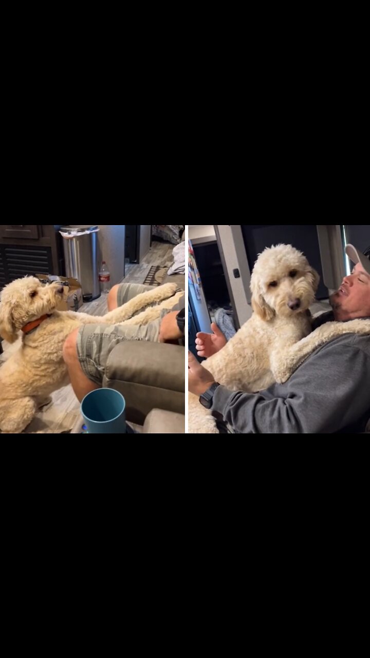 Sweet Goldendoodle Preciously Hugs Owner On Command