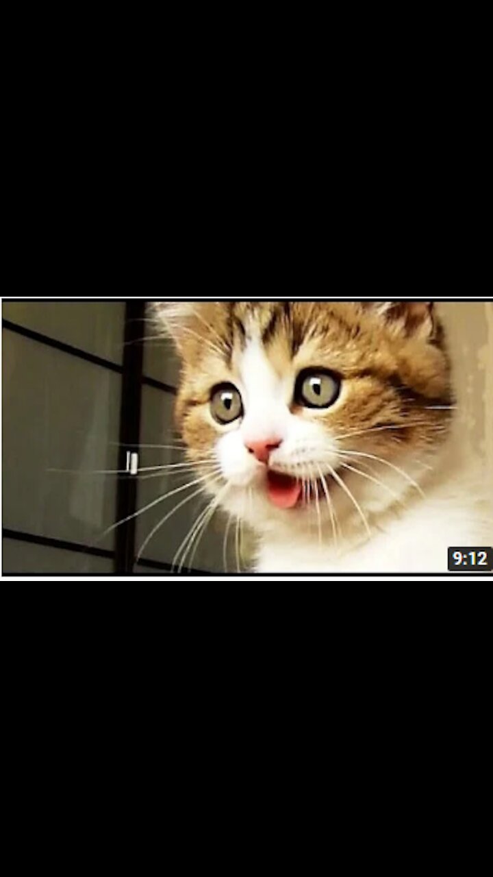 Kitty Cate & Her Kittens - So Much Cute & Crazy Fun!