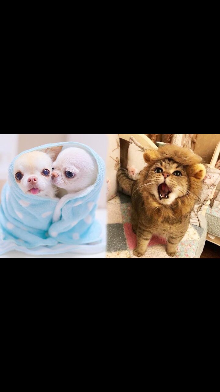 Dogs SOO Cute Cute Dogs Videos Cutest moment of the Dogs Cute Pets