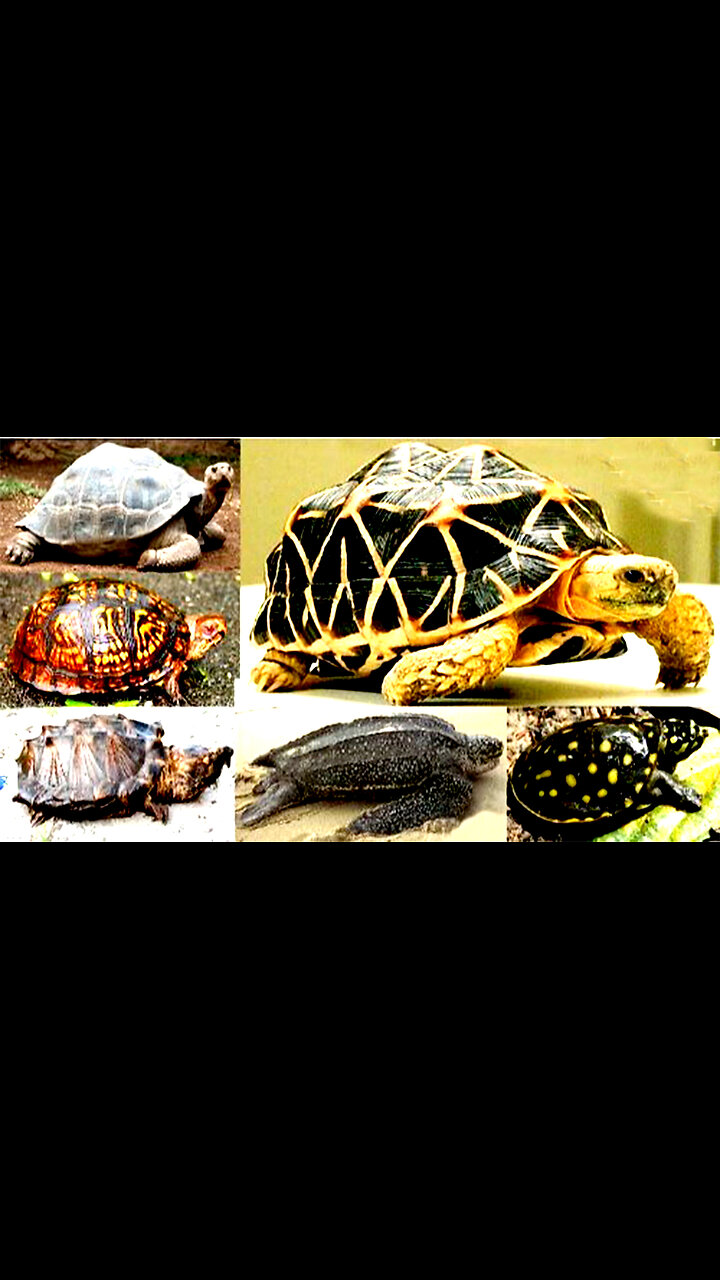 Every Type of Turtle - turtles - varieties of turtles - kinds of ...