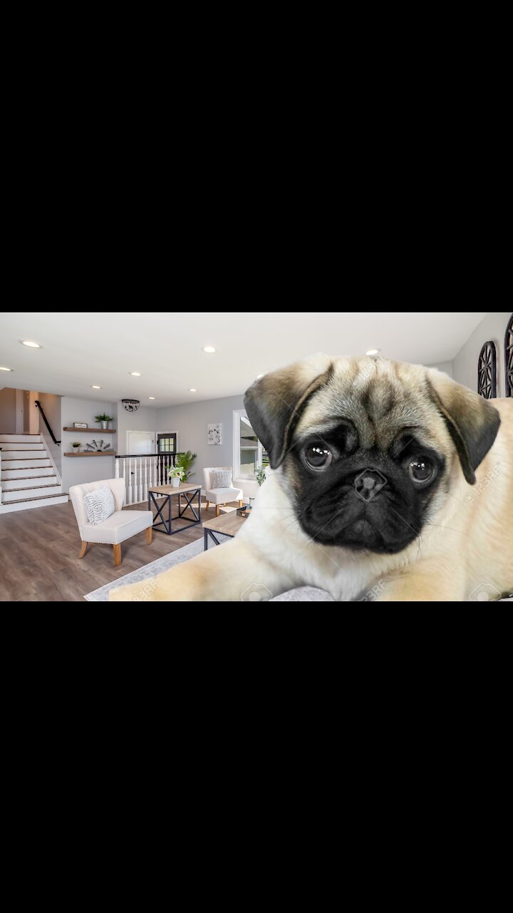 Pug gets really embarrassed after farting accidentally