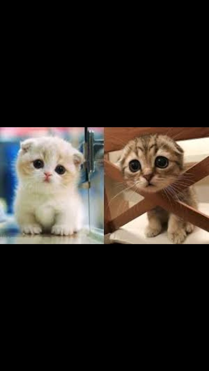 Funny cat reaction videos | Cat Training Tools