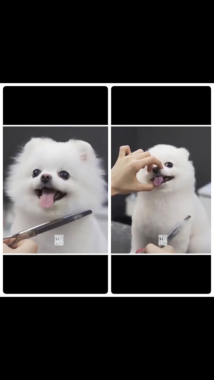 Adorable pub having hair cut really pretty