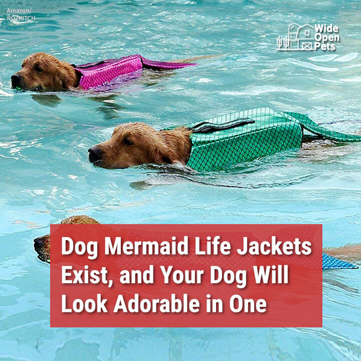 Dog Mermaid Life Jackets Exist, and Your Dog Will Look Adorable in One