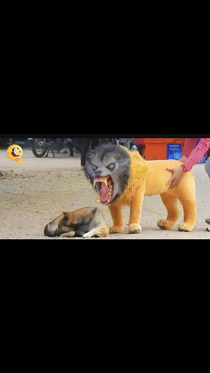 Troll Prank Dog Funny & fake Lion and Fake Tiger Prank To dog & Huge Box