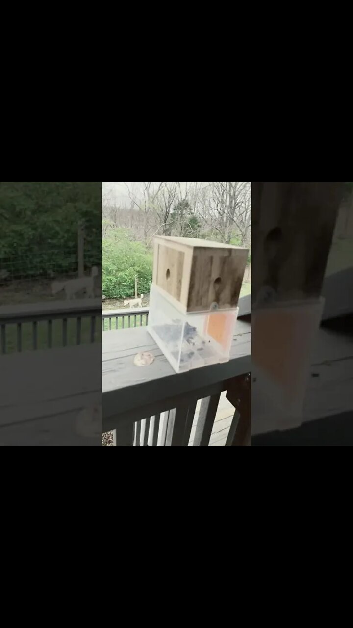 Gross Trap