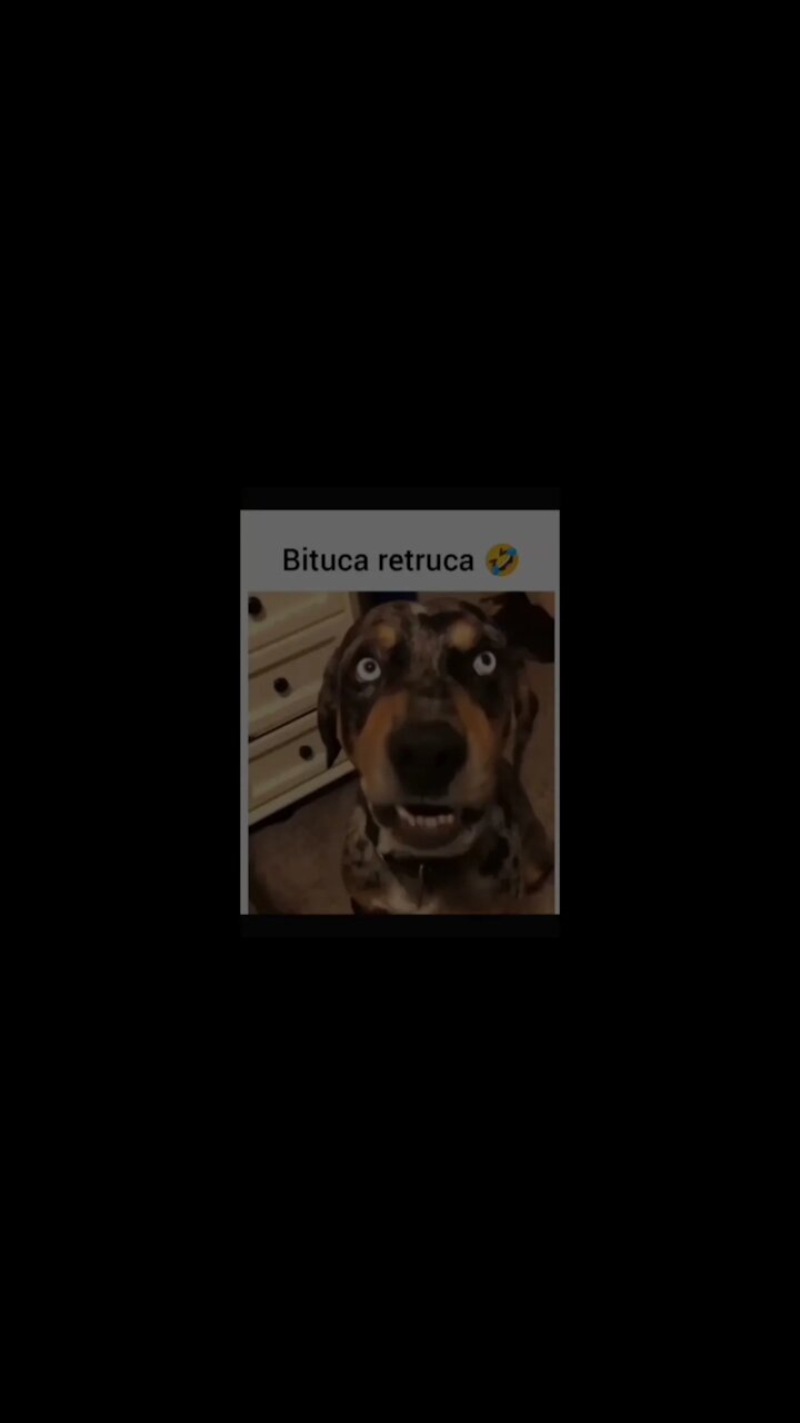 Bituca Teimosa 😂😂😂