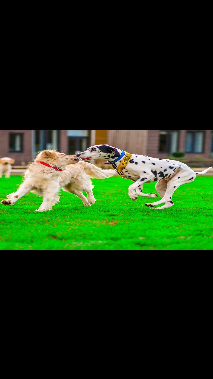 Animal Shenanigans: Viral Moments of Hilarity and Cuteness!