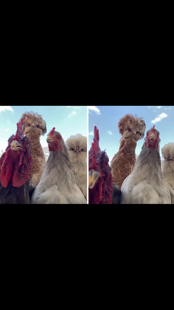 These dancing chickens are the cutest thing ever!