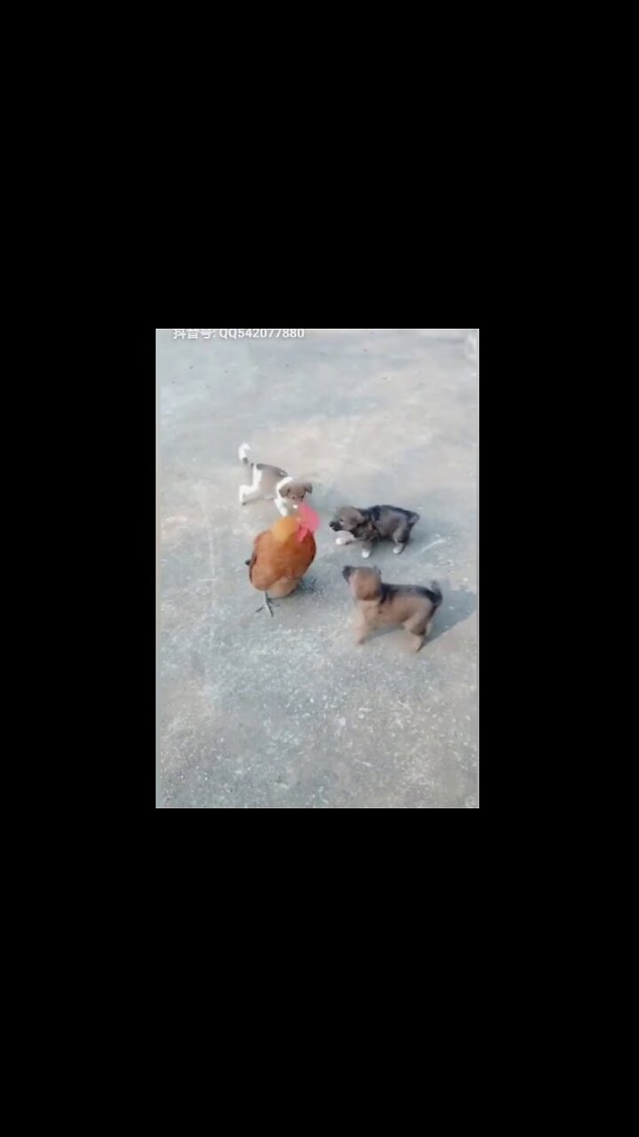 Chicken VS Dog Fight - Funny Dog Fight Videos!