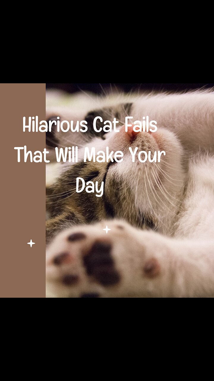 Hilarious Cat Fails That Will Make Your Day