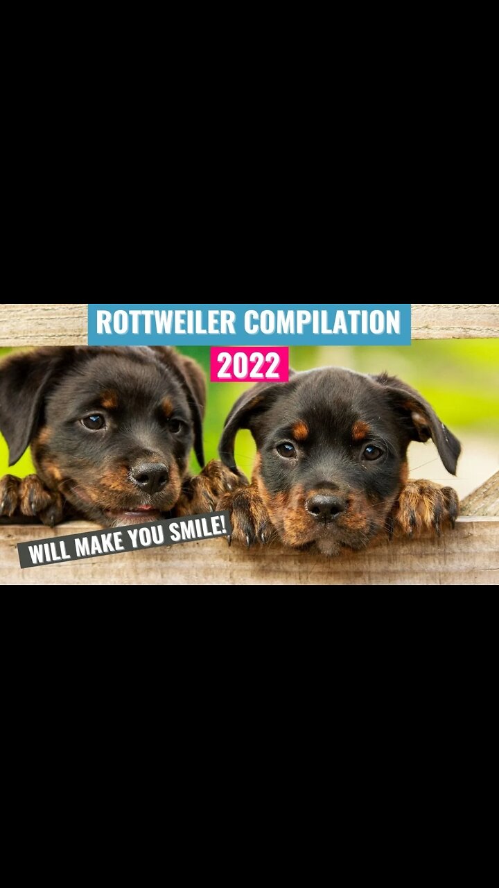 The Best Crazy Rottweiler Compilation Videos You'll Find on TikTok
