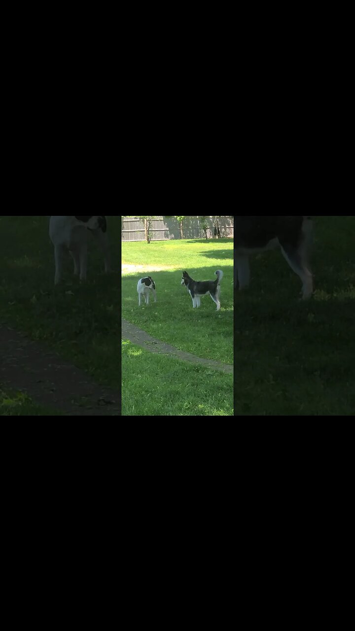 Puppies Playing | Funny Puppy | Funny Dogs | Dogs Playing | Dogs Being ...
