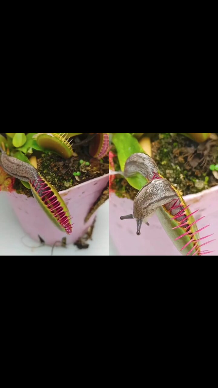 Snail escape from carnivorous plant