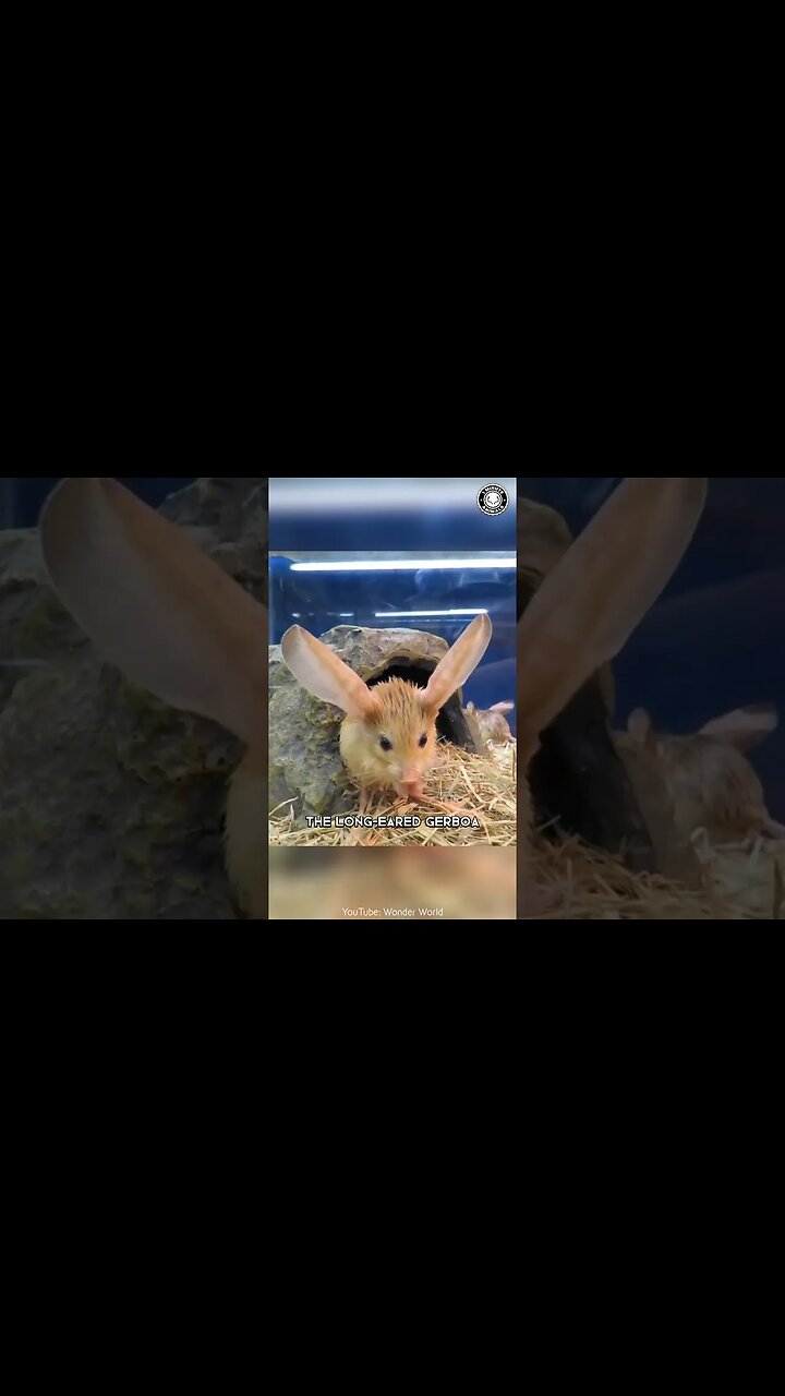 Long-Eared Jerboa 🐰 Adorable Mini-Kangaroo Explorers!